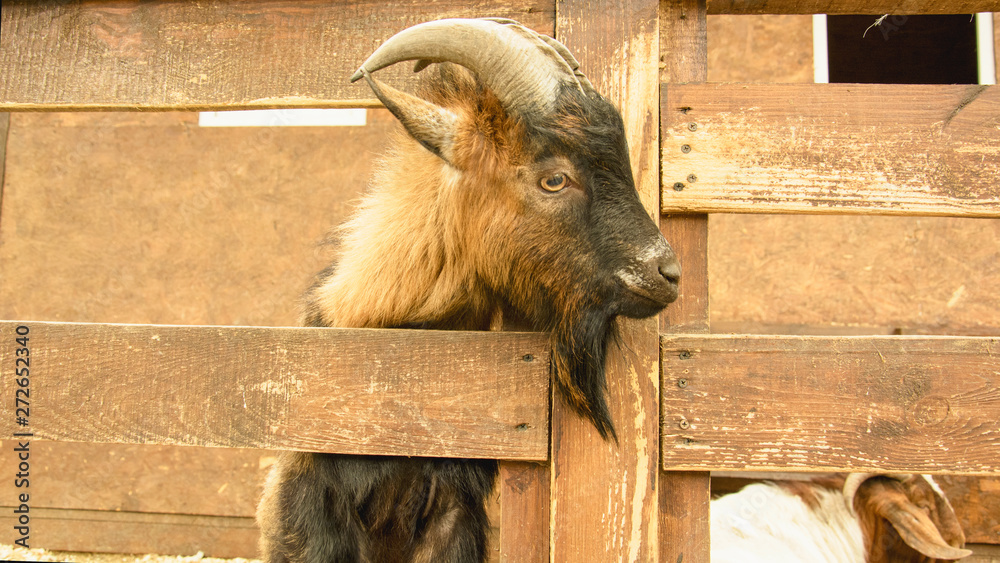 Goat, zoo, agriculture, milk, two goats, domestic animals, farming ...