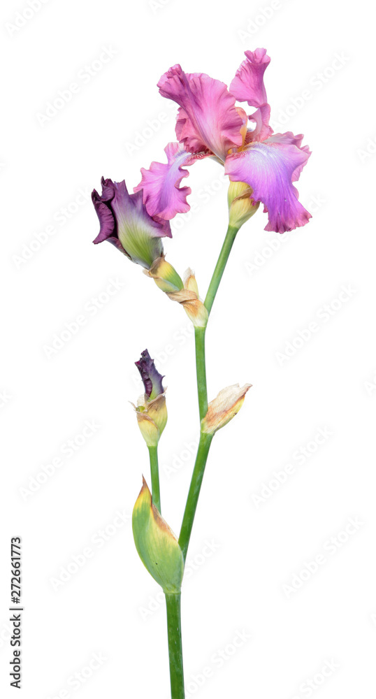 Pink iris flower with long stem and green leaf isolated on white ...