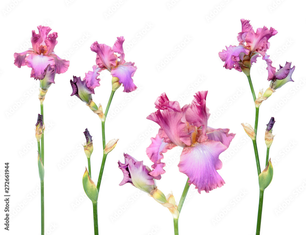 Set of pink iris flowers with long stem and green leaf isolated on ...