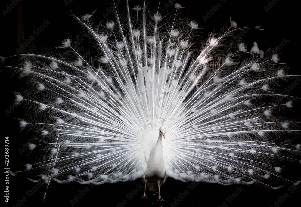 Rare White Peacock on Dark Background Stock Photo | Adobe Stock