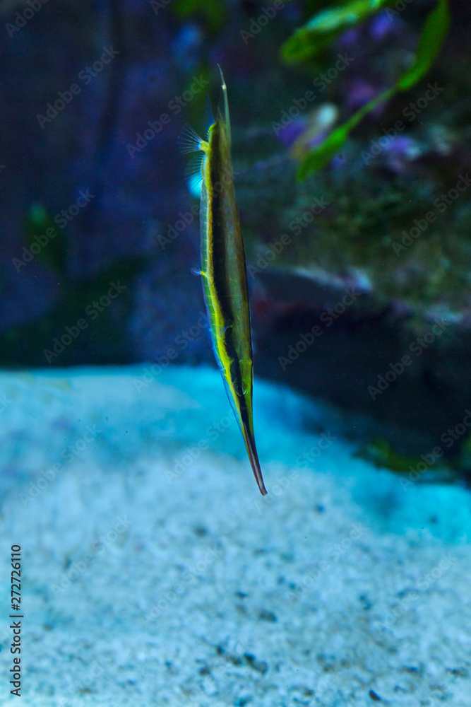 Razorfish, jointed razorfish, coral shrimpfish (Aeoliscus strigatus ...