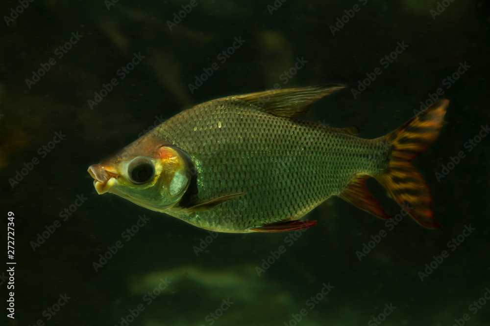 Kissing prochilodus, flag-tailed prochilodus (Semaprochilodus insignis ...