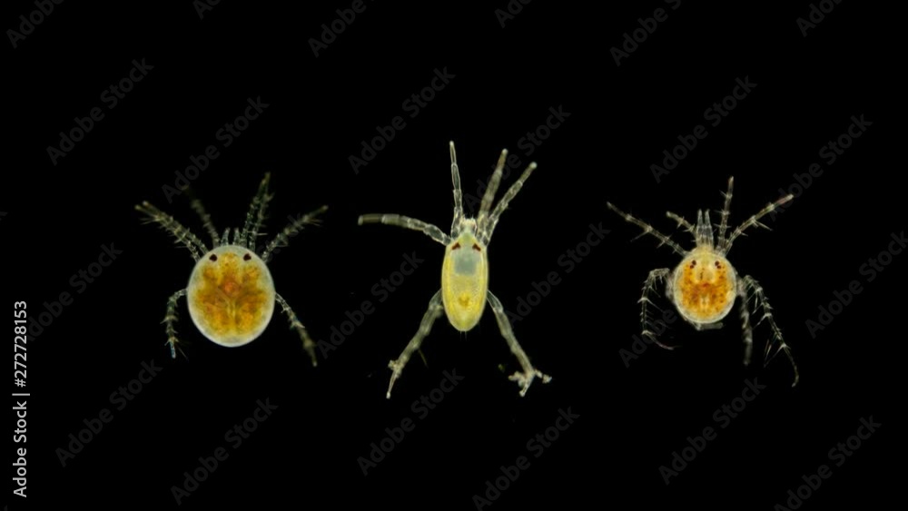 mite Hydrachnidia under the microscope, live only in water, fresh and ...