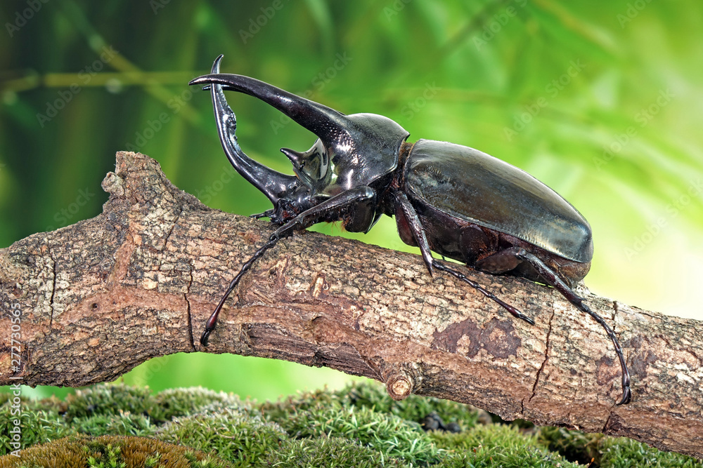 Atlas beetle (Scientific name : Chalcosoma atlas) , famous exotic pets ...
