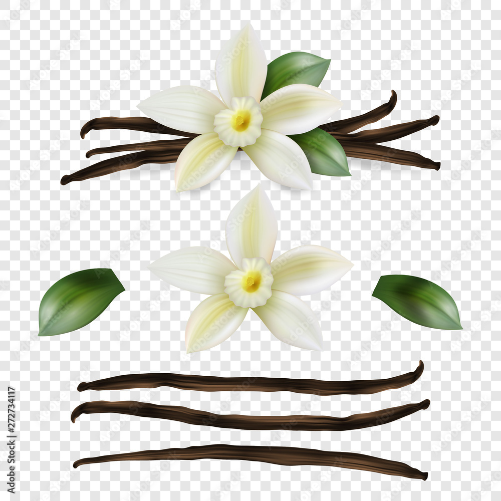 Vanilla Vector Free Download