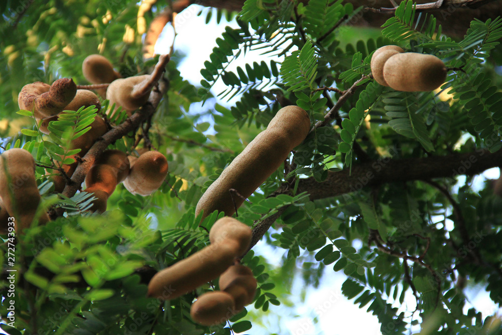 Sweet tamarind and leaf on the tree. Raw tamarind fruit hang on the ...