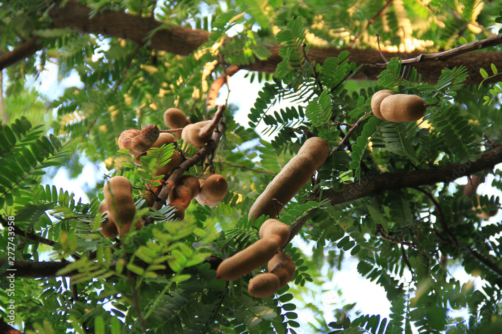 Sweet tamarind and leaf on the tree. Raw tamarind fruit hang on the ...