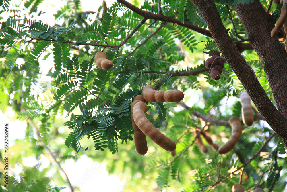 Sweet tamarind and leaf on the tree. Raw tamarind fruit hang on the ...