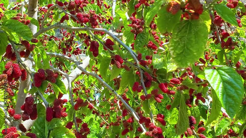 A close up view of Mulberry - Boysenberry - Tayberry tree branch. Photo ...