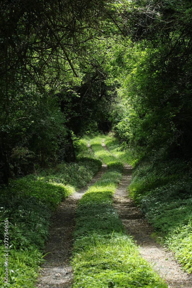 Peaceful forest landscape showing a narrow two-track road through the ...