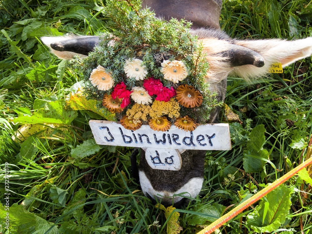 " Ich bin wieder da ! " - festlich geschmücktes Rind nach einem ...