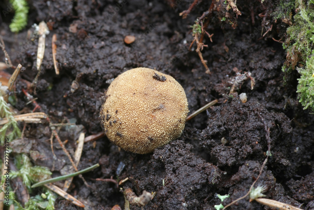 Elaphomyces granulatus, known as False Truffle or Deer Truffle, a ...