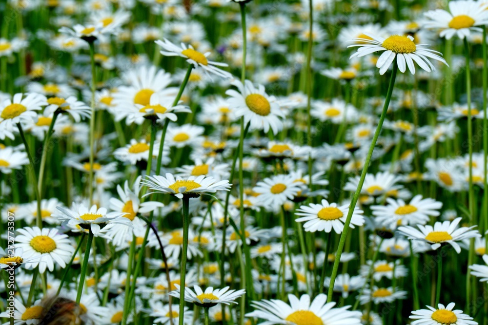 Beautiful summer flower meadow with white flowers,Daisy flowers ...