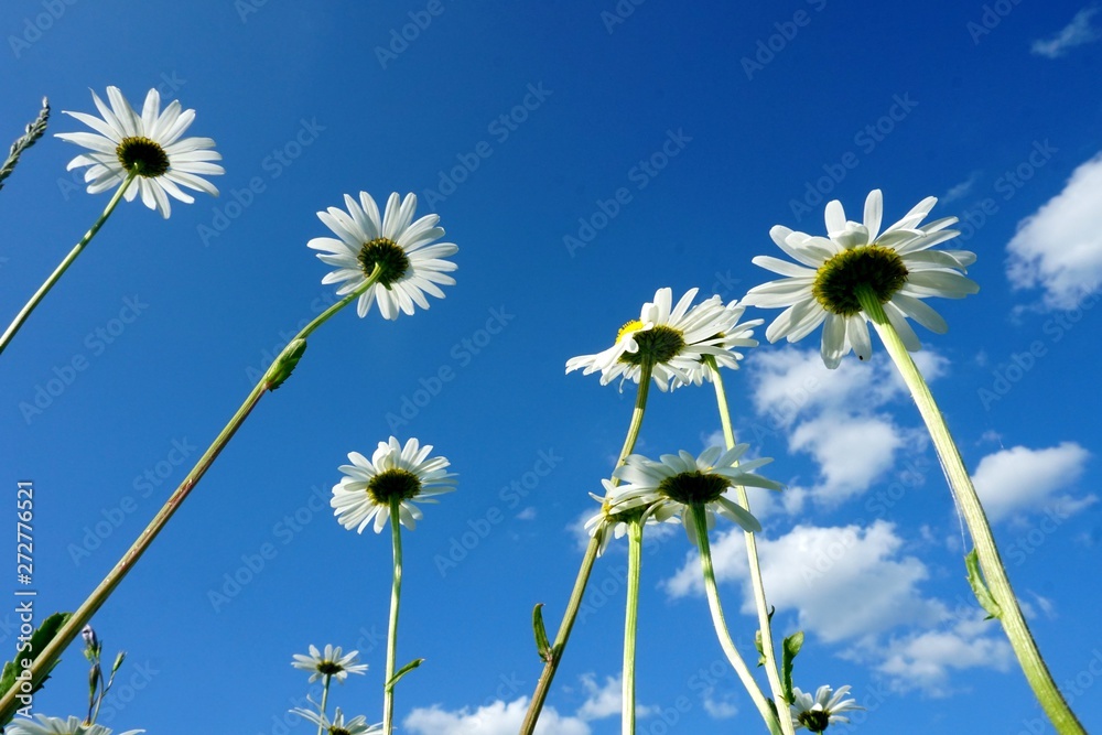 Beautiful summer flower meadow with white flowers,Daisy flowers on blue ...