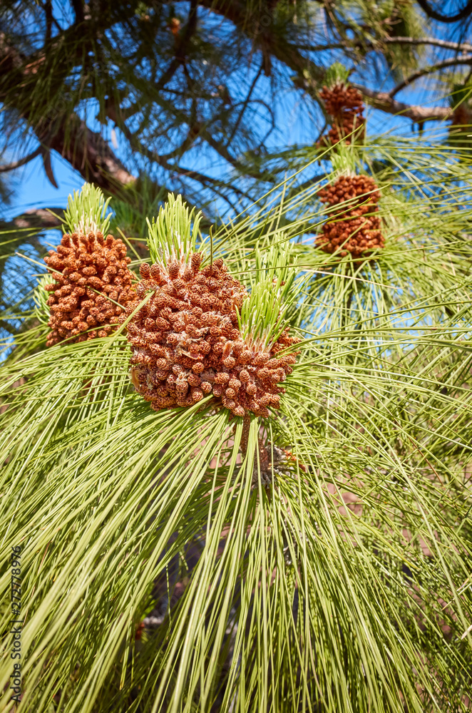 Pinus Canariensis