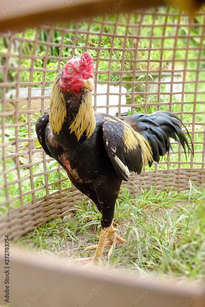 A cockfight or flighting chicken is a blood sport between two cocks, or ...