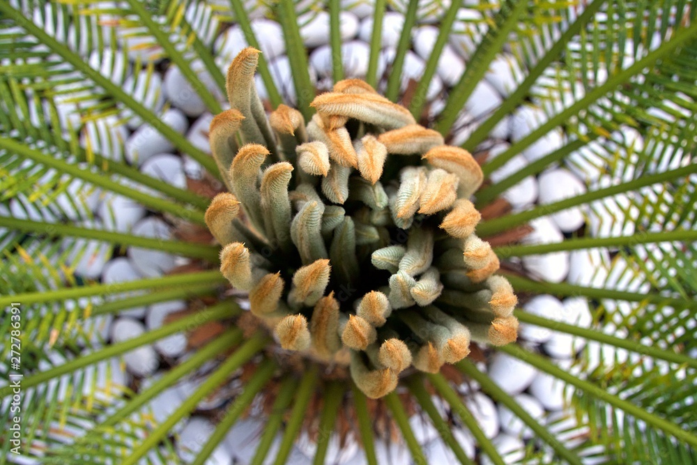 Cycas revoluta plant. Close up top view of new leaves of Cycas revoluta ...