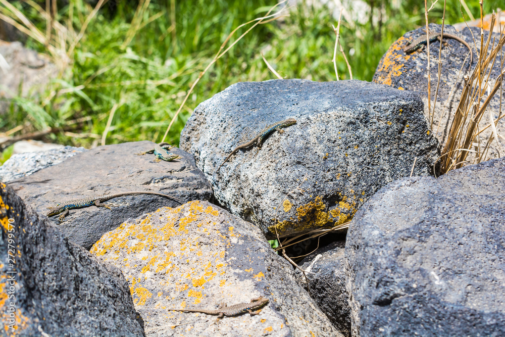 Four Lizards sunbathing on stones by Seven Lake in Armenia Stock Photo ...