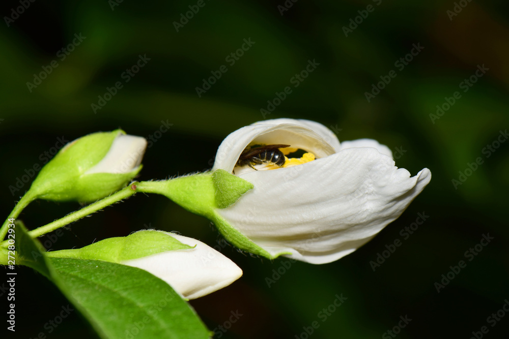 Macro of Macropis fulvipes bee sleeping in jasmine flower Stock Photo ...