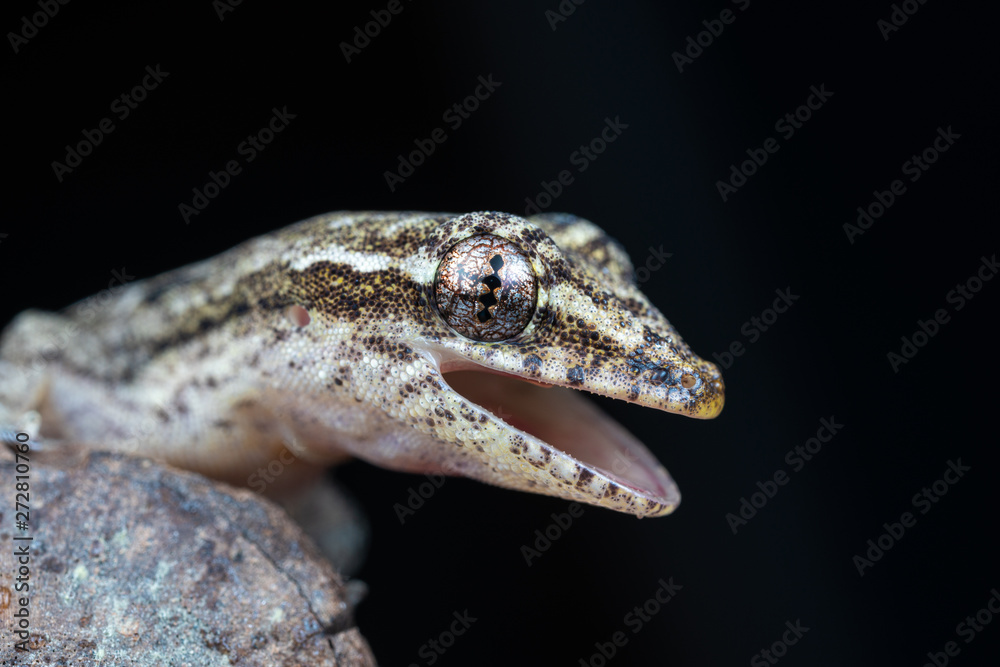 Foto de Lepidodactylus lugubris, the mourning gecko, with mouth open ...