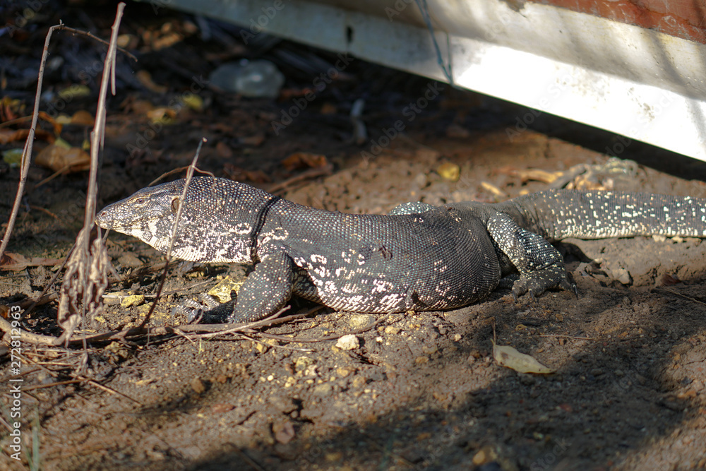 Varan on nature in Asia. Lizard in the open air in Sri Lanka. Stock ...