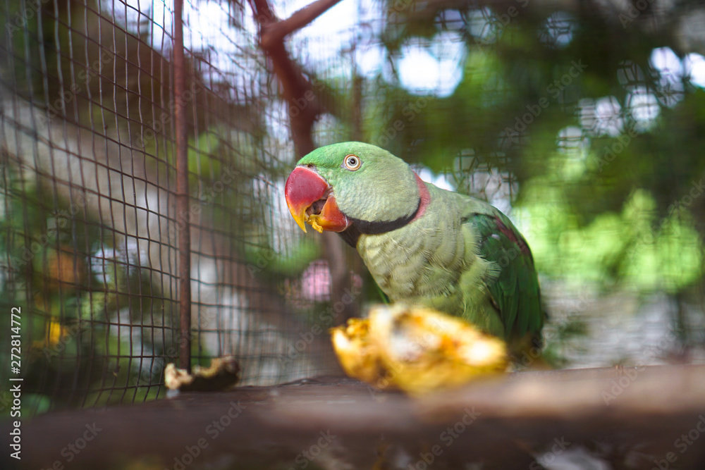Big talking parrot in the reserve, zoo. Tropical animals in Sri Lanka ...