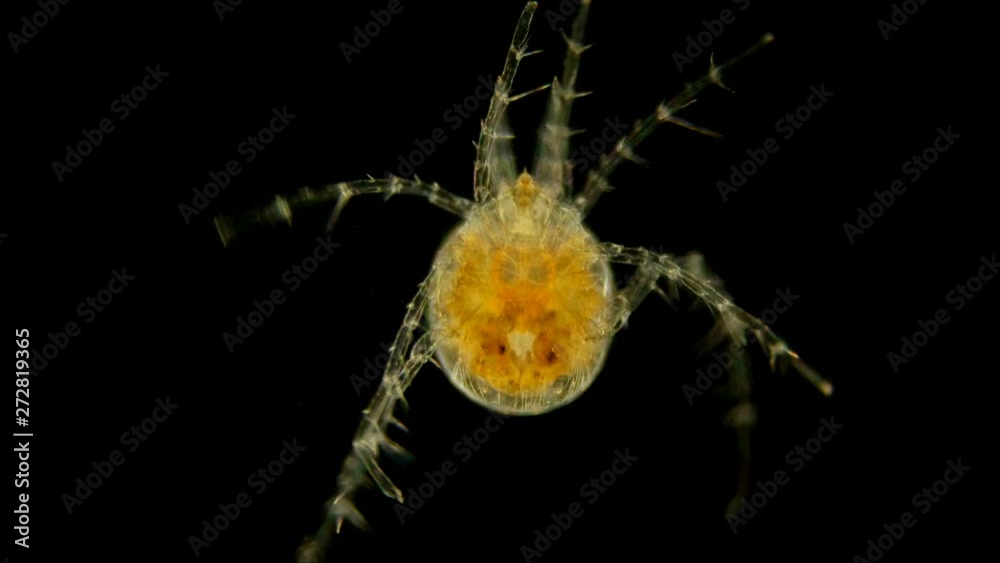 mite Hydrachnidia under the microscope, live only in water, fresh and ...