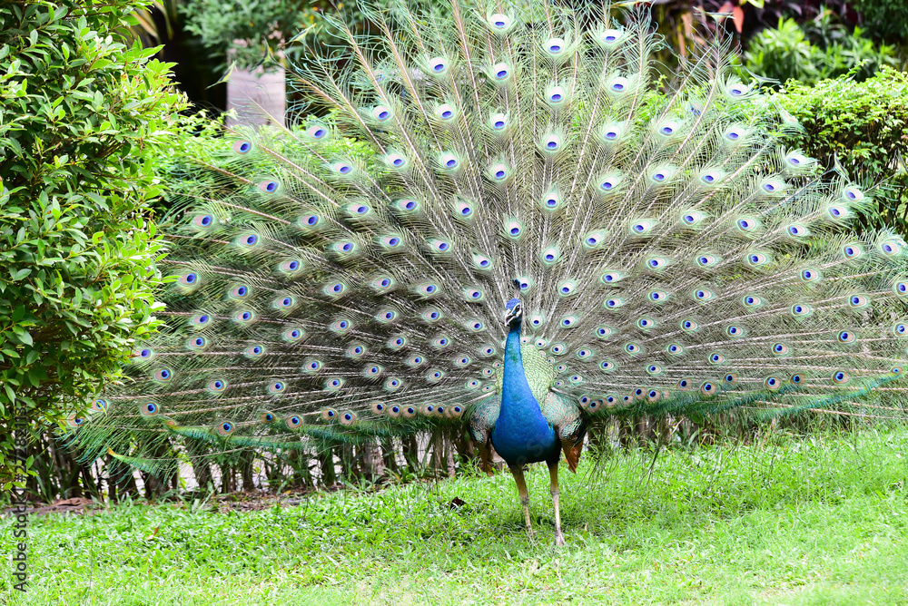 Chai nat Thailand December 26 2019 see birds at Chai NAT Bird Park is a ...