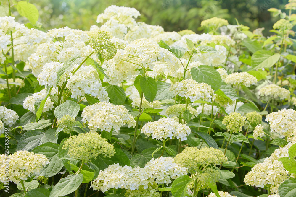 White Hydrangea arborescens Annabelle, backlit by the sun in summer ...