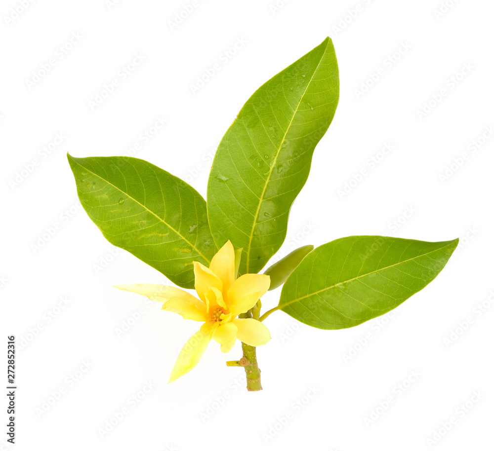 blooming and fragrant Champak flower ,leaves on background. Stock Photo ...