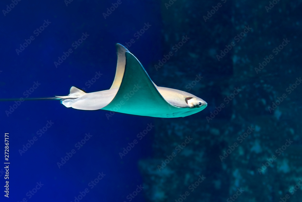 Stingray floating underwater in sunlight, side view. Stock Photo ...