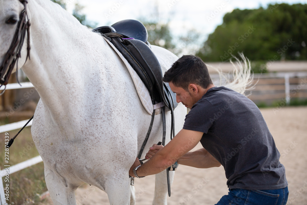 Side view of young guy putting black saddle on back of white horse ...