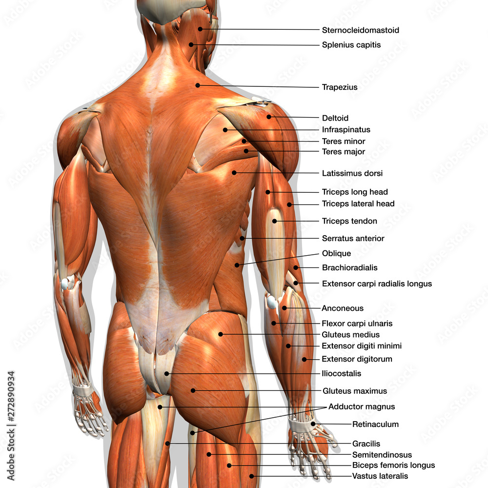 Photo Labeled Anatomy Chart Of Male Back Muscles On White Photo Labeled Anatomy Chart Of Male Back Muscles On White