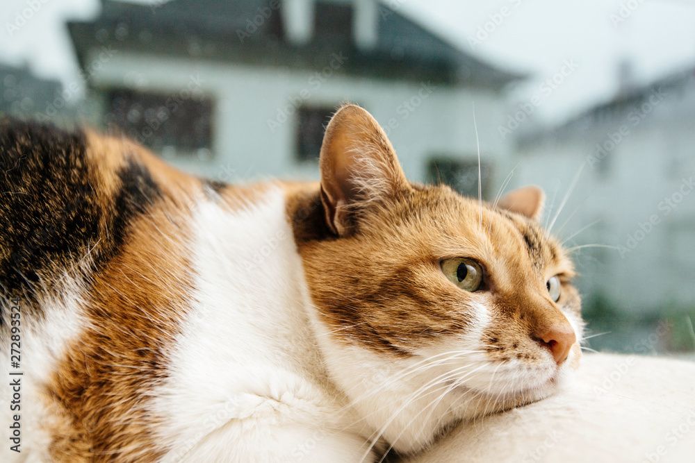 Cute pensive melancholic cat sleeping on the cat tree near the window ...