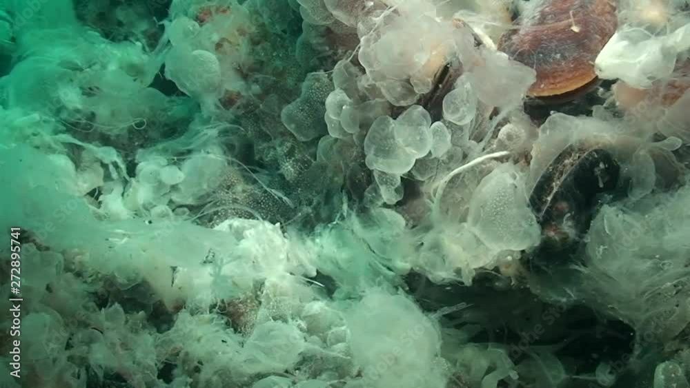 Environmental problem: the mass growth of Sea fungi on the seabed ...