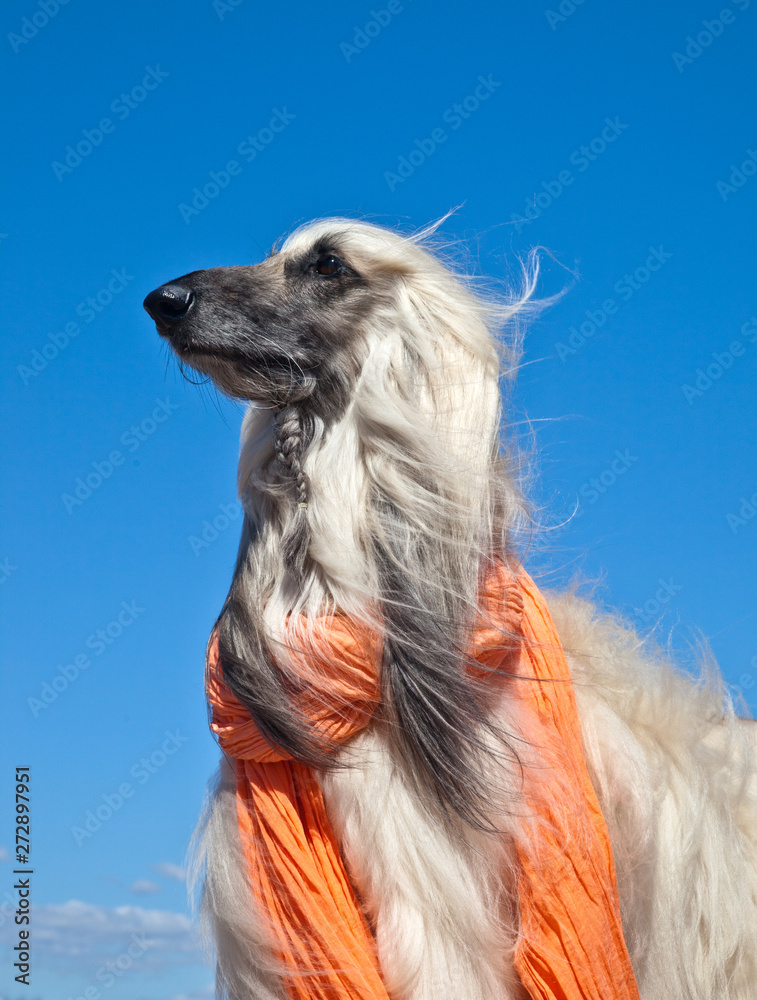 Red Afghan Hound