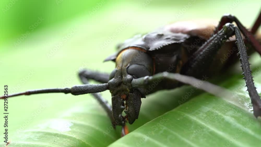 Giant Fijian longhorn beetle from island Koh Phangan, Thailand. Close ...