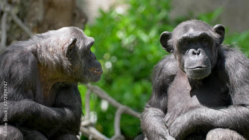 Two chimpanzees are sitting next to each other and looking sadly during ...