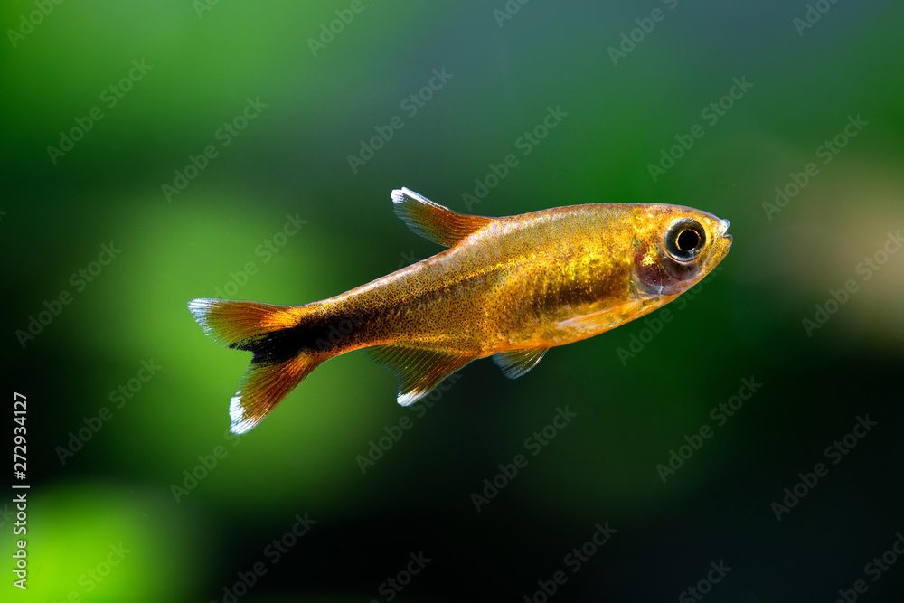 Orange Tetra Fish