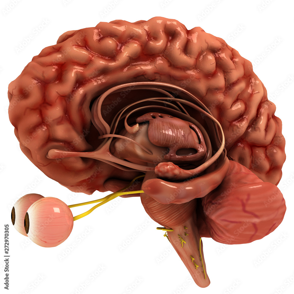 Realistic, fully detailed Human Brain 3D model with alpha Channel. The ...