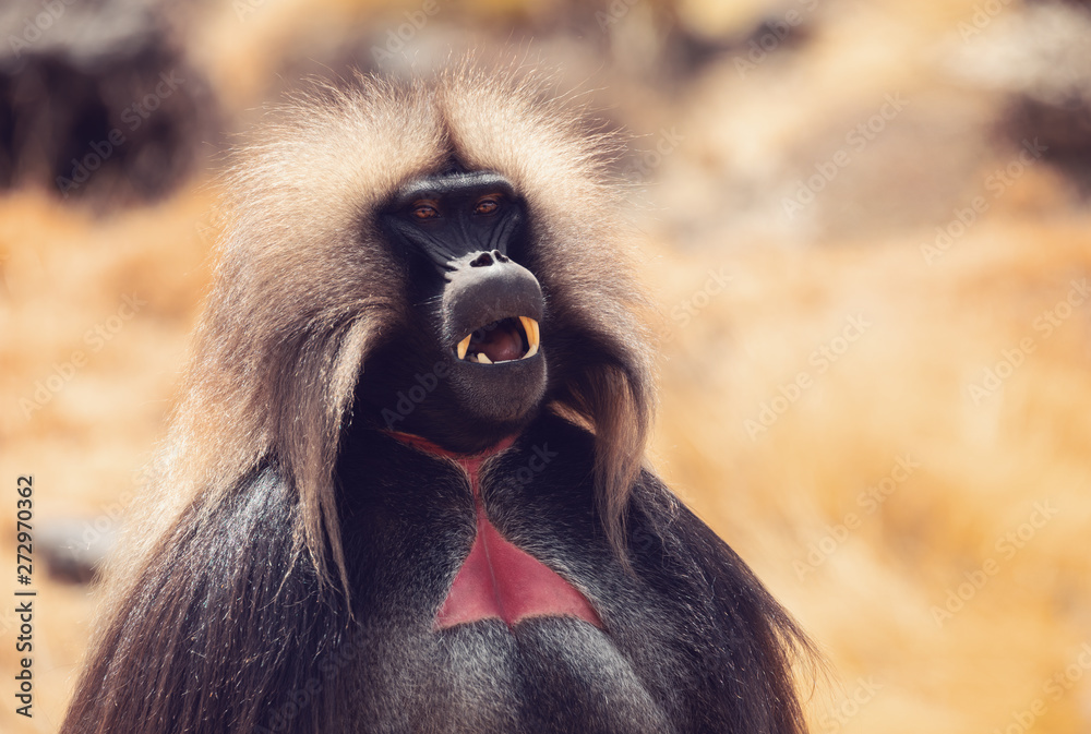 Gelada Baboon Teeth