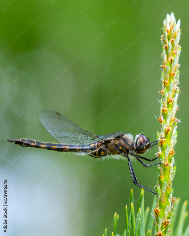 Dragon flies of spring gathering on pine tree close-up photography in ...
