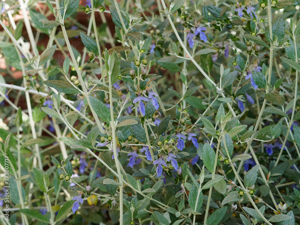 Teucrium fruticans 'Azureum' - La Germandrée arbustive 'bleu azur' ou ...