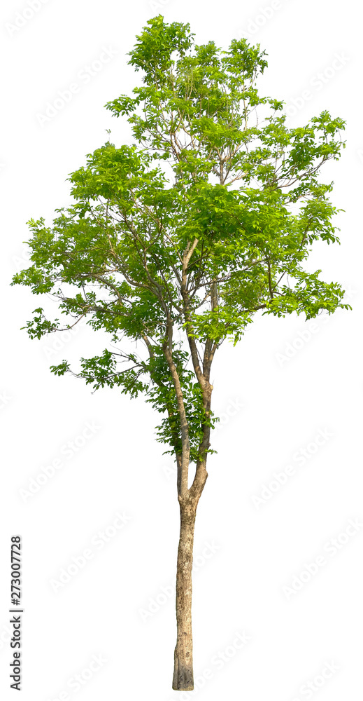 Beautiful tree isolated on white background. Suitable for use in ...