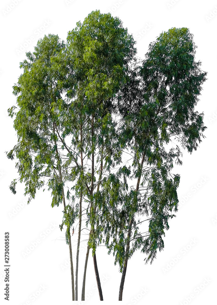 Beautiful tree isolated on white background. Suitable for use in ...