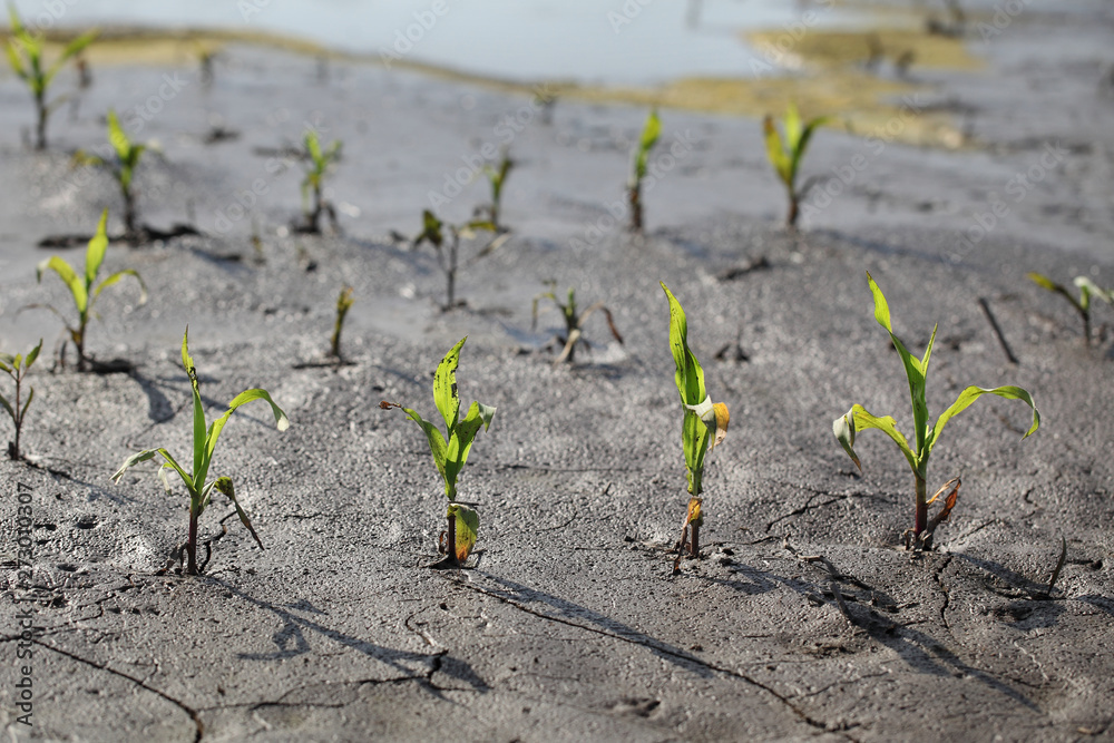 Corn Plant Flood