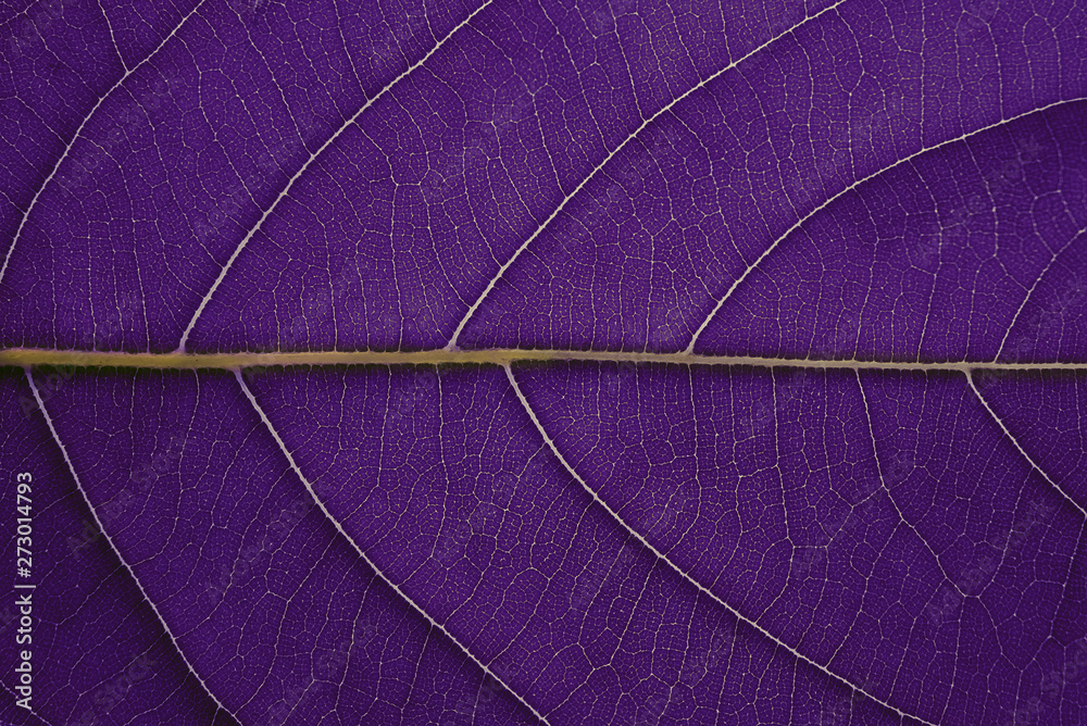 Purple leaf texture background, Leaf cell structure occurs naturally ...