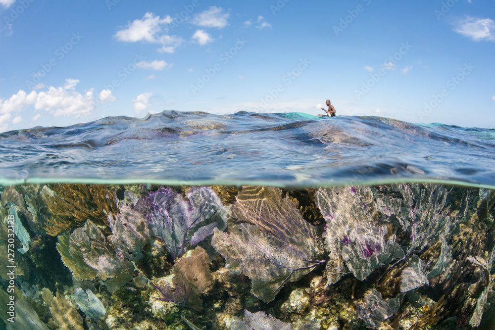 A beautiful and shallow coral reef grows in the Caribbean Sea off the ...