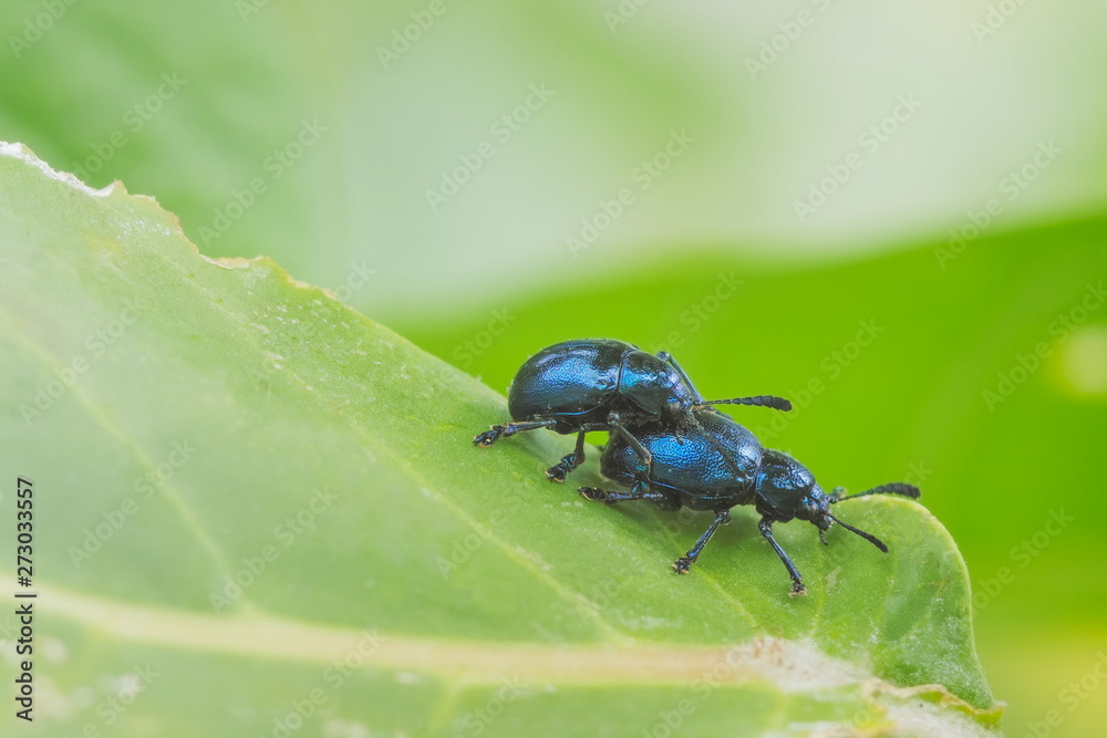 Close-up two Blue Milkweed Beetles (Chrysochus pulcher) Mating on green ...