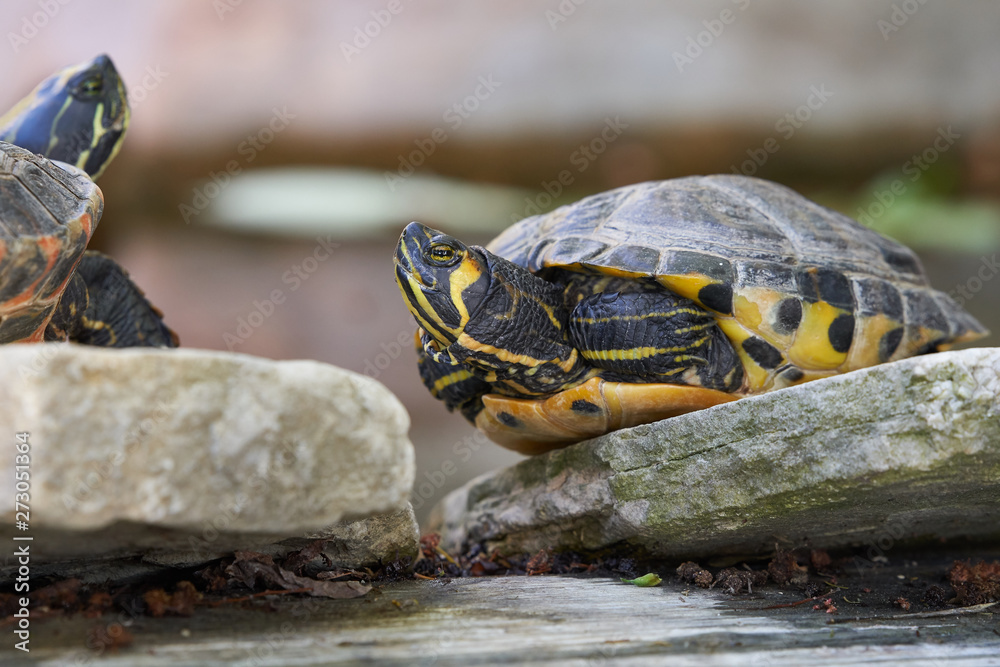 Close up portrait of two turtles yellow bellied slider, Trachemys ...